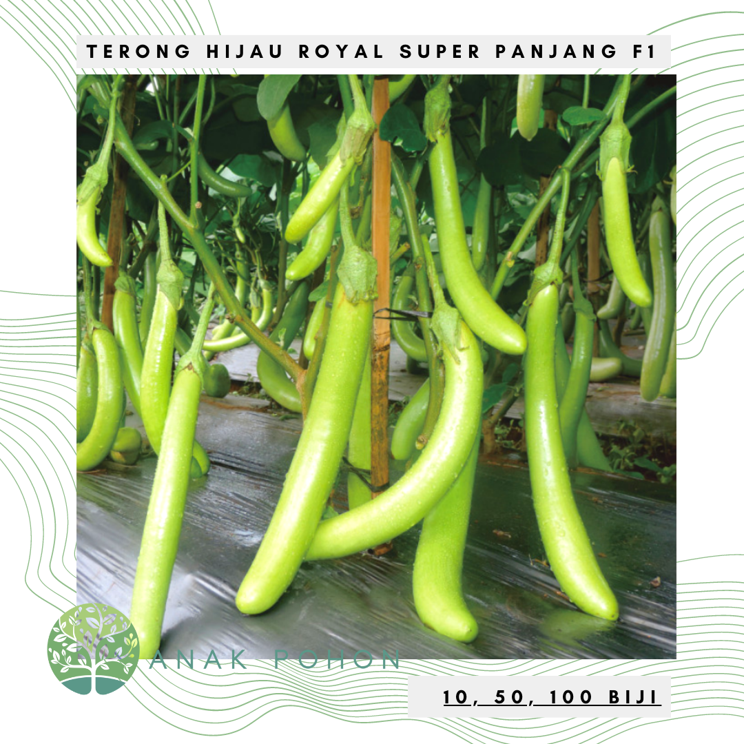 Jual Benih Bibit Biji - Terong Hijau Royal F1 Hibrida Seeds - Panen ...