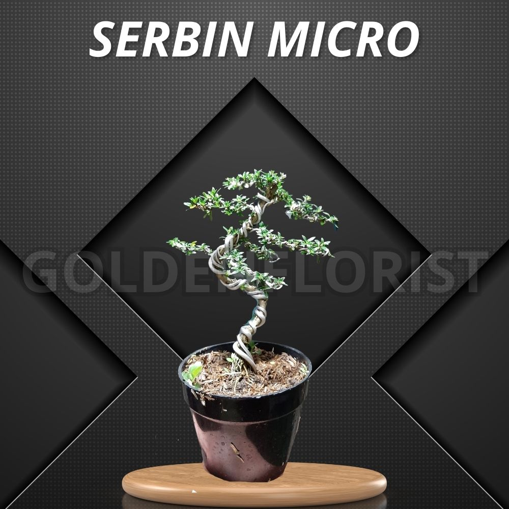 Jual Bonsai Serisa Jadi Siap Pajang - Bonsai Serbin Micro Siap Pajang - Bonsai Mame | Shopee ...