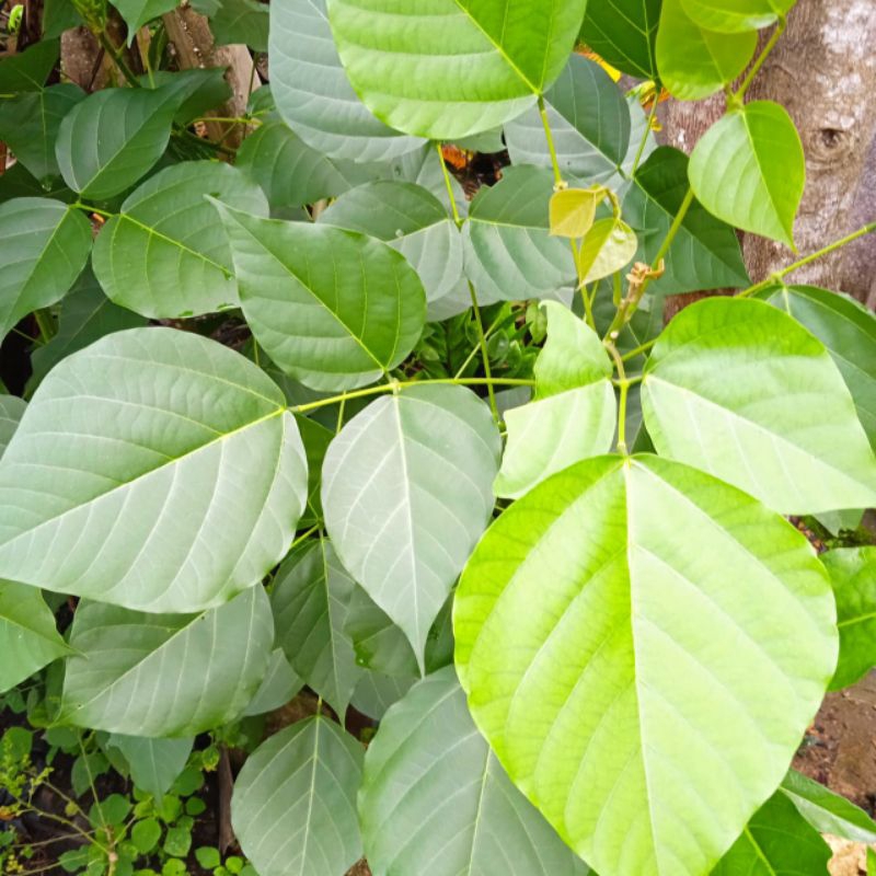 Jual DAUN DADAP/OBAT DADAP SEGAR FRESH 200 GRAM | Shopee Indonesia