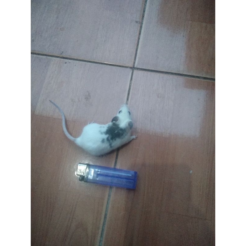 Jual Mencit pakan reptil | Shopee Indonesia