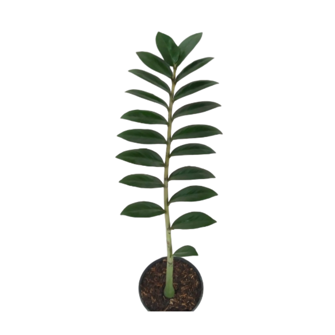 Jual Tanaman Dolar Zamioculcas Zamiifolia Mudah Dirawat | Shopee Indonesia
