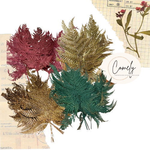 Jual Bunga Pakis Kering - Bunga Kering Cantik - Bunga Hiasan Aesthetic ...