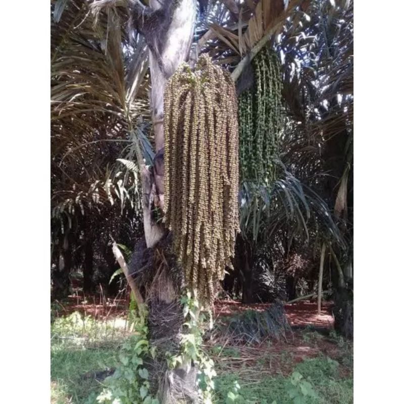 Jual bibit aren genjah 100%asli brgaransi trsdia 4 pilihan ukuran ...