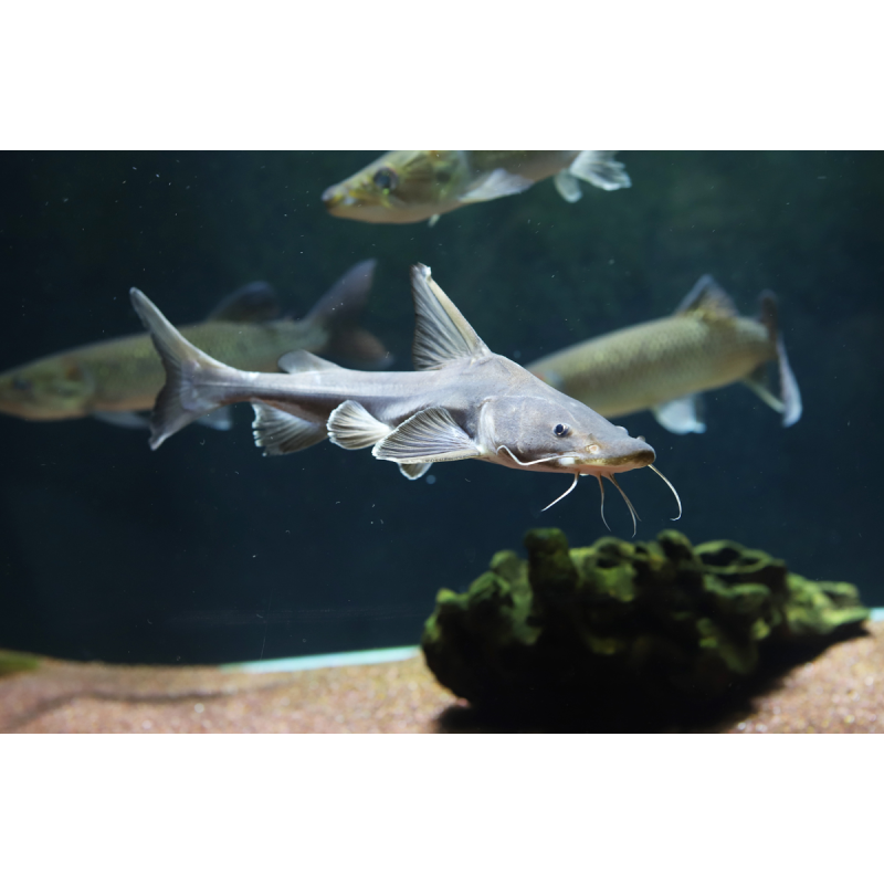 Jual Replika Hemiarus Stormi Catfish / Replika Hiu Air Tawar / Replika ...