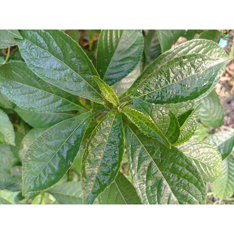 Jual 40 Lembar - Daun Pecah Beling | Shopee Indonesia