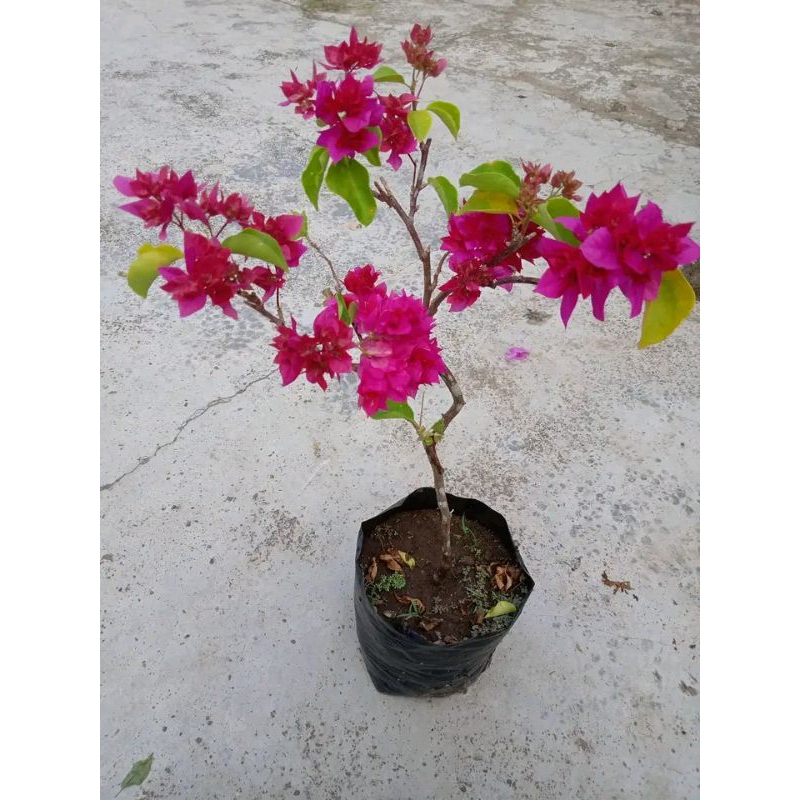 Jual NEW!!TANAMAN HIAS BUGENVIL SINGAPORE/Bougenville BUNGA KERTAS ...
