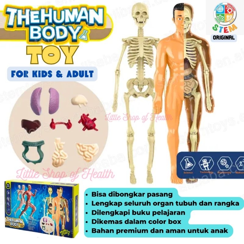 Jual HUMAN BODY ANATOMY MODEL - MAINAN DOKTER - MAINAN TENGKORAK - HUMAN ORGANS - Mainan edukasi ...