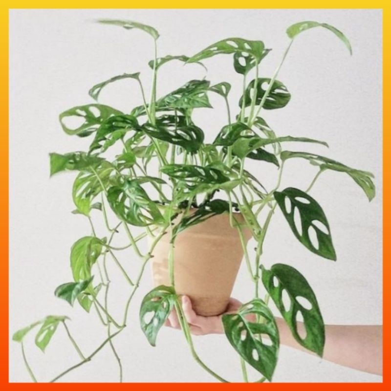 Jual Tanaman Hias Monstera Adansonii Bunga Janda Bolong Andansoni ...