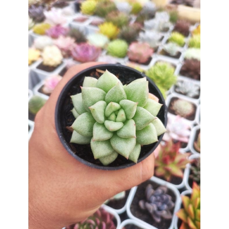 Jual echeveria van keppel | Shopee Indonesia