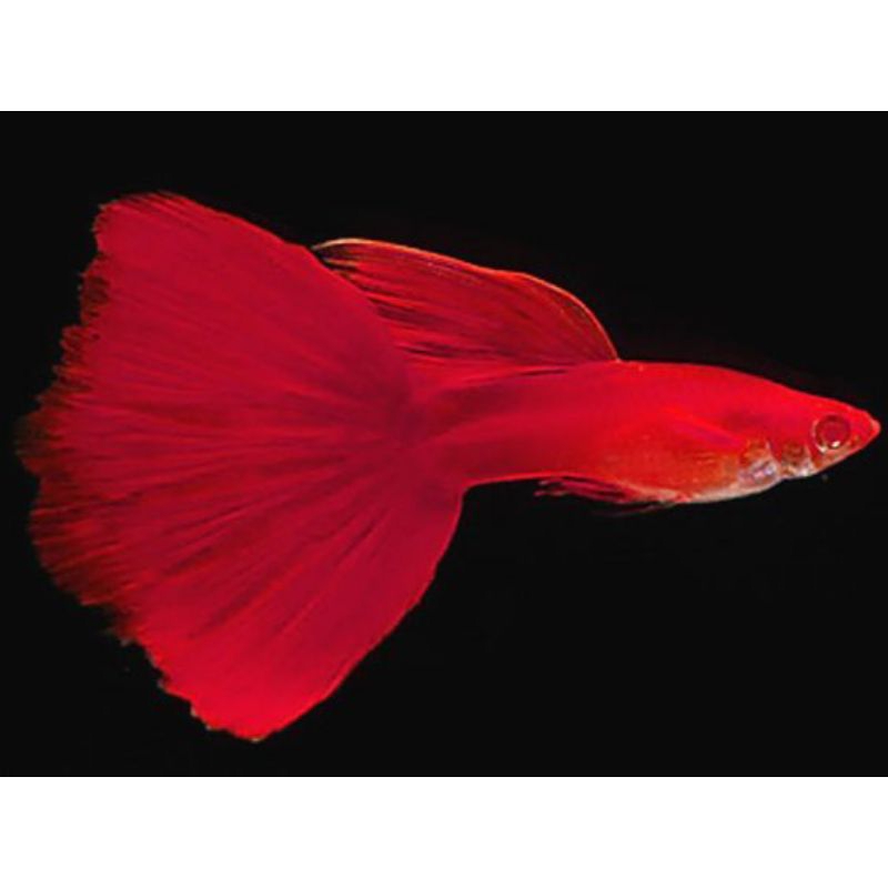Jual GUPPY ALBINO FULL RED (AFR) | Shopee Indonesia