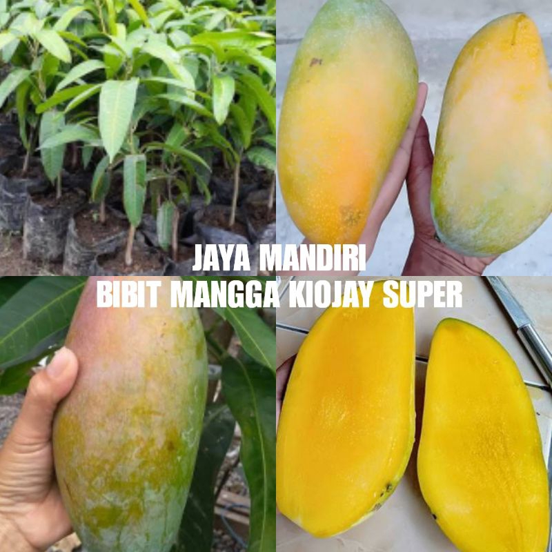 Jual BIBIT MANGGA KIOJAY JUMBO | Shopee Indonesia