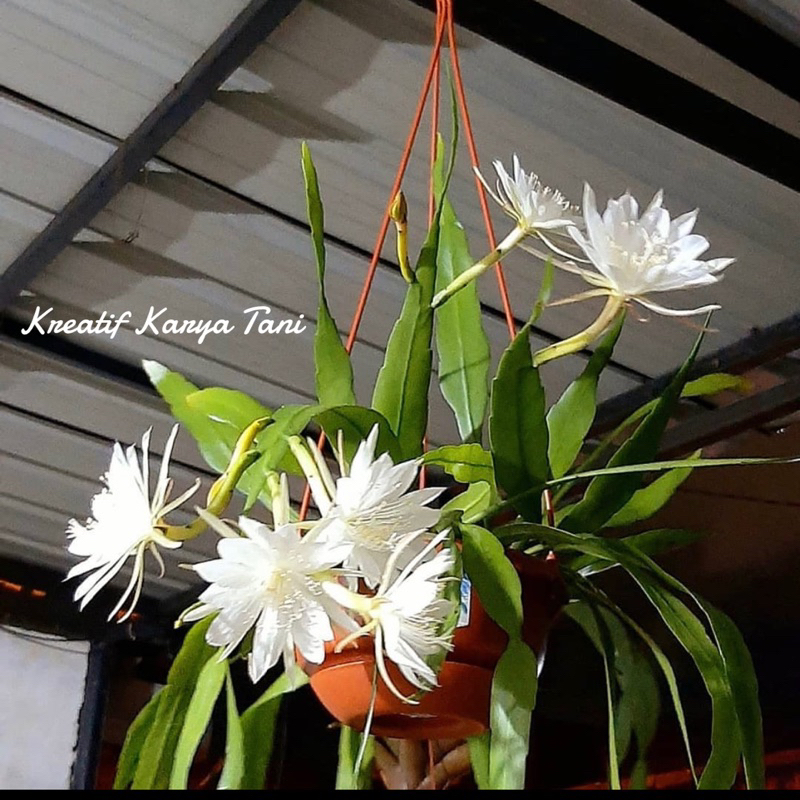 Jual Tanaman hias wijaya kusuma - Bunga wijaya kusuma - Tanaman wijaya ...