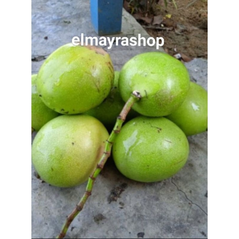 Jual Buah Bintaro 1kg Shopee Indonesia