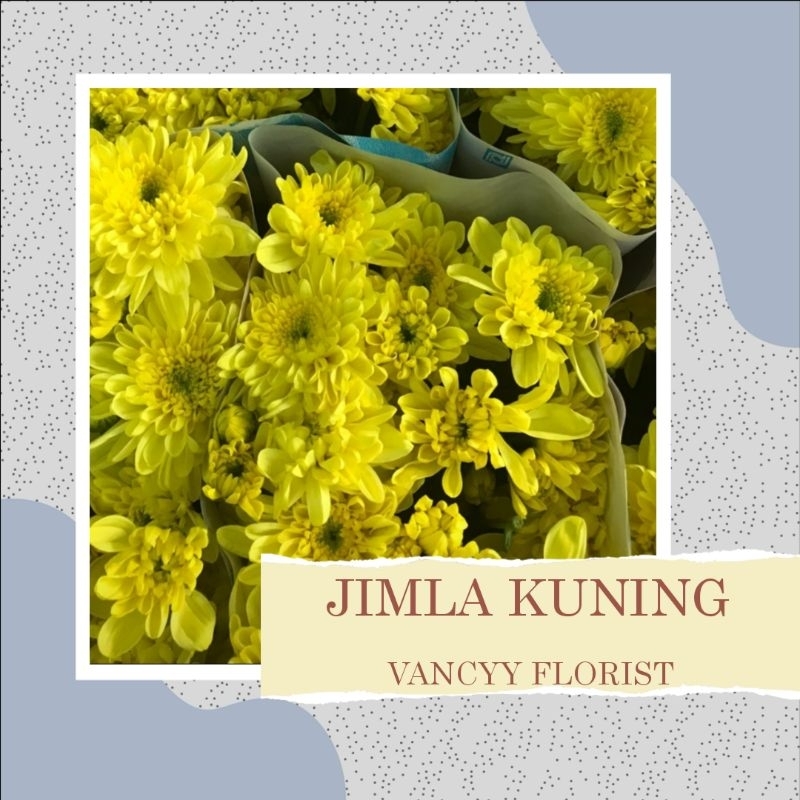 Jual Bunga Jimla Kuning Fresh Pertangkai / Bunga Potong Jimla / Jimla ...