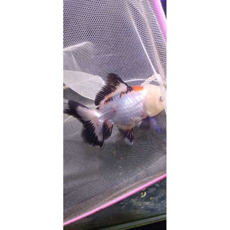 Jual IKAN MAS KOKI ORANDA PANDA 3 COLOUR | Shopee Indonesia