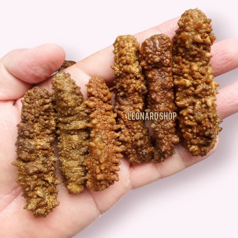 Jual Haisom Duri Fresh Frozen 100 Gram Asal Pulau Rote NTT Kualitas ...