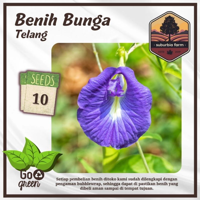 Jual 10 Biji Benih Bunga Telang | Shopee Indonesia
