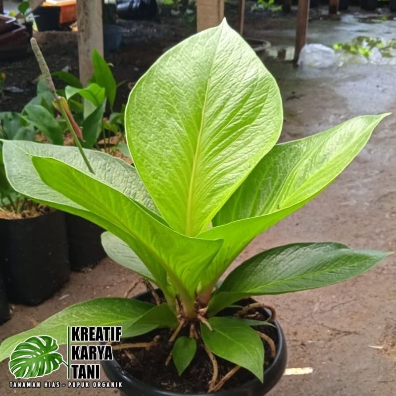 Jual Anthurium jemani cobra catalog - Anturium cobra katalog | Shopee ...