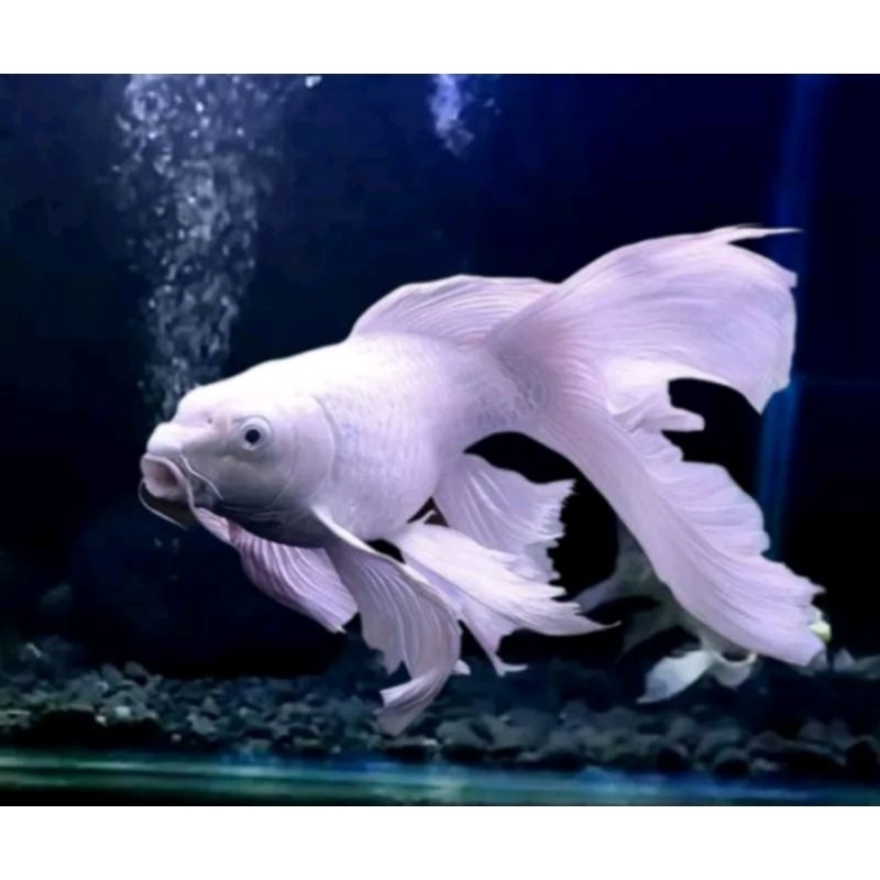 Jual Koi platinum slayer paket 20 ekor uk 7-8CM | Shopee Indonesia