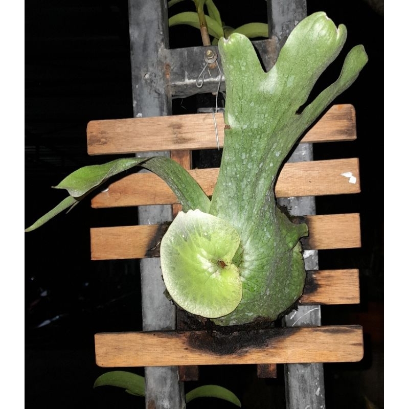 Jual Platycerium Wandae / Simbar Papua / Tanduk Rusa Papua | Shopee ...