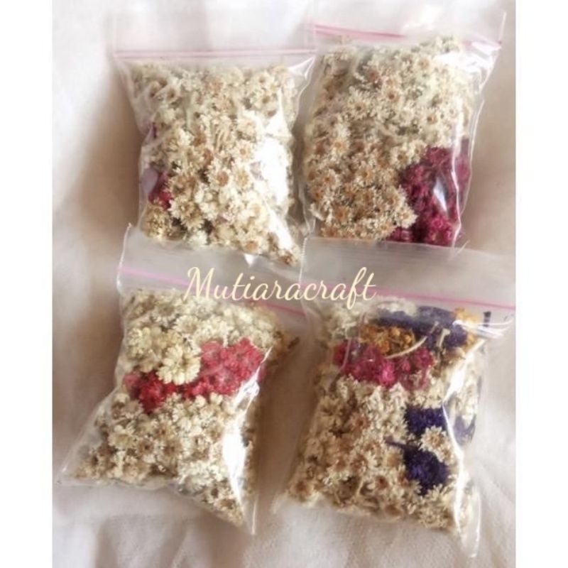 Jual EDELWEIS SATU PLASTIK KECIL MINI buket bunga edelweis putih abadi ...