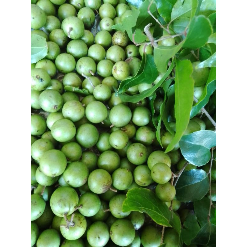 Jual Buah Kem / Rukem hijau / Kem Bukit promo | Shopee Indonesia