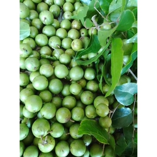 Jual Buah Rukem Terlengkap & Harga Terbaru Juli 2024 | Shopee Indonesia