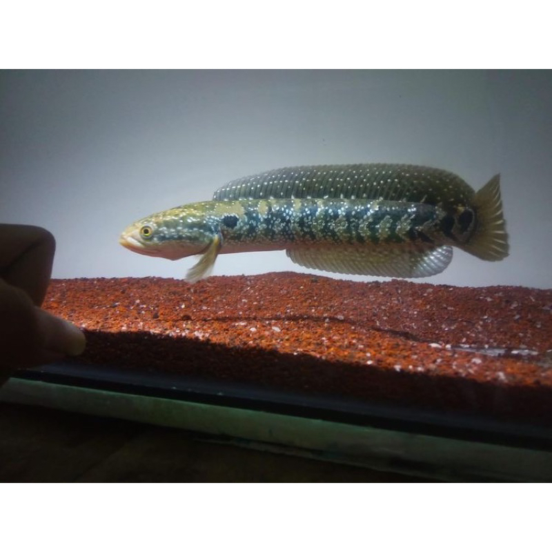 Jual BABY CANA ASIATICA 3-4cm | Shopee Indonesia