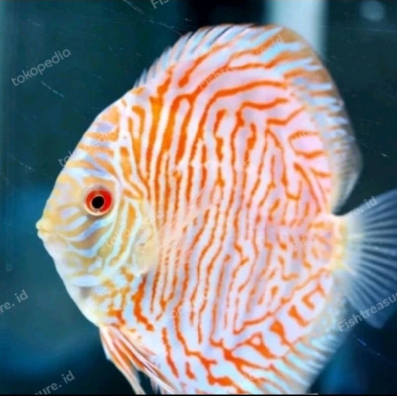 Jual packing styrofoam ( discus white mozaik) | Shopee Indonesia