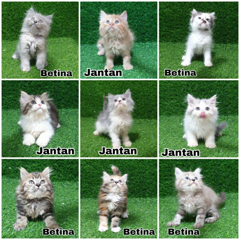 Jual Jual anak kucing lucu anakan persia angora bulu lebat kapas ...
