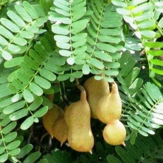 Jual Daun Pohon Asam Jawa | Obat Herbal 250 Gram | Shopee Indonesia
