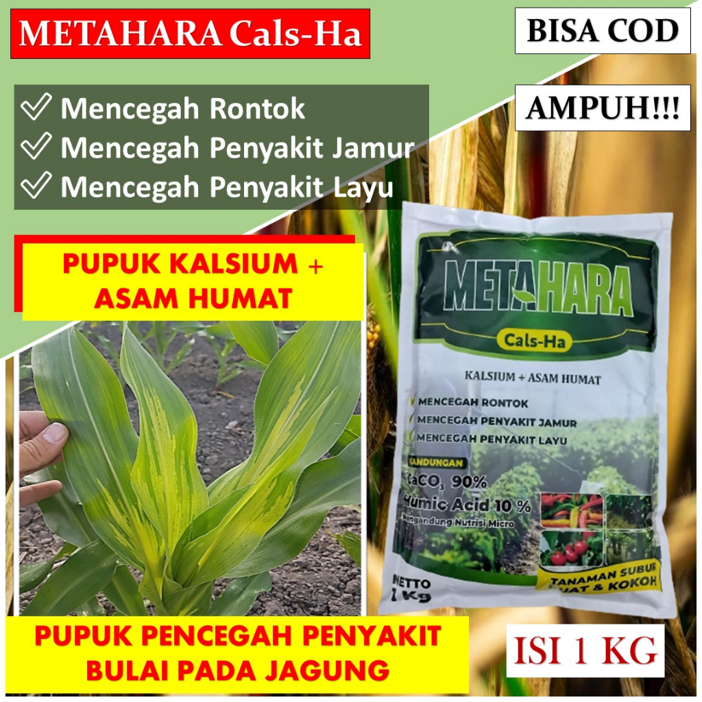 Jual metahara 1 kg obat Penyakit Bulai Daun Putih Bercak Daun dan Daun ...
