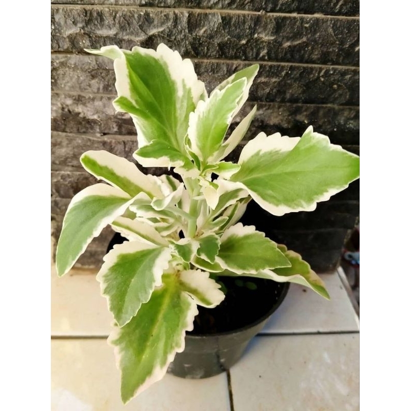 Jual Tanaman Cocor Bebek - Tanaman Hias Cocor Bebek Mini Bunga Putih ...