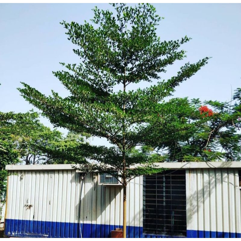 Jual Katapang kencana 4-5 m - tanaman - Ketapang kencana - tanaman ...