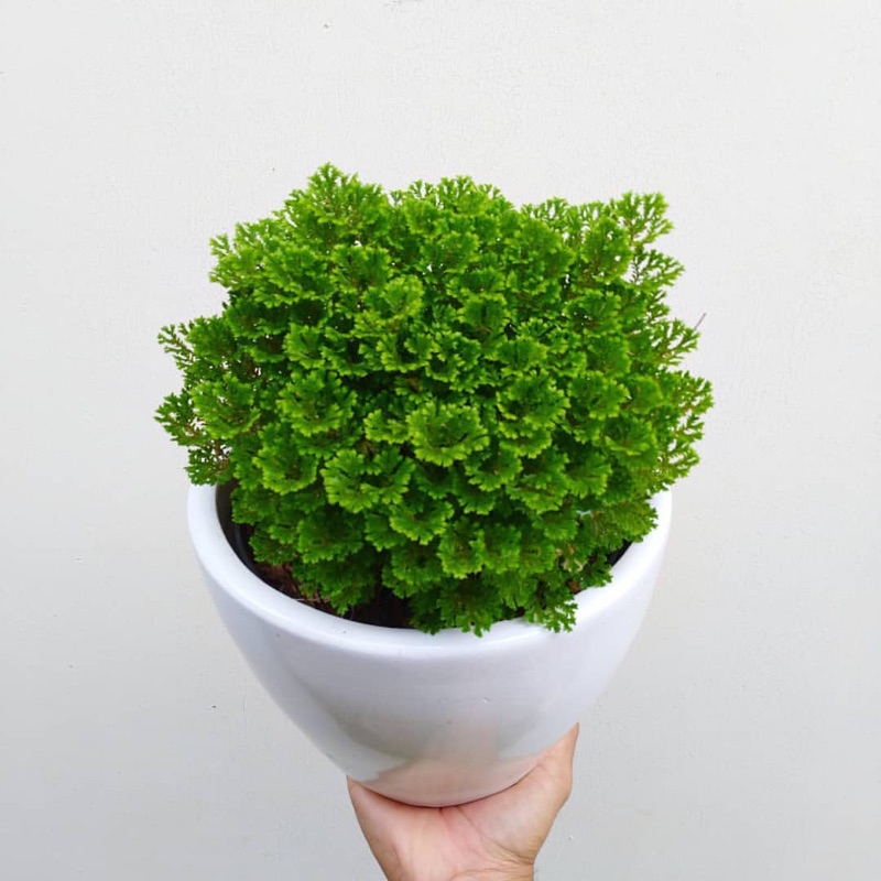 Jual Lumut ambon bibit | Shopee Indonesia