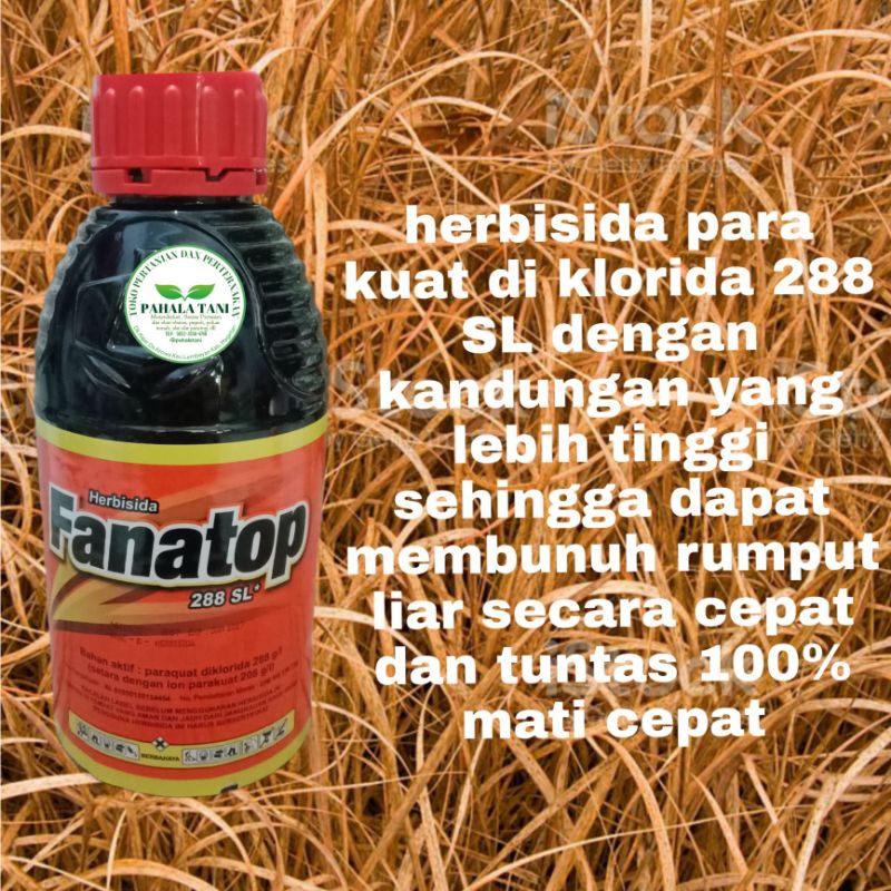 Jual Fanatop 288SL/herbisida rumput/obat rumput liar/obat rumput daun ...