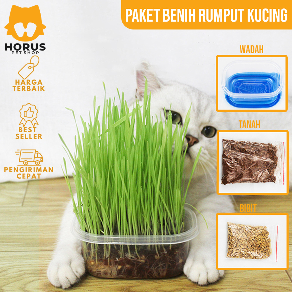 Jual Paket Benih Rumput Kucing Seed Cat Grass Rumput Gandum Makanan ...