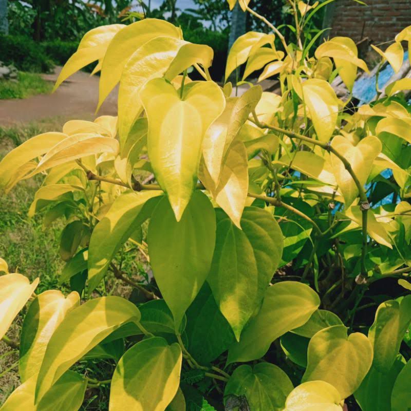 Jual Daun Sirih Kuning Segar | per Lembar | murah | Shopee Indonesia