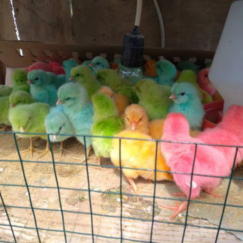 Jual Jual Anak Ayam Teletubbies / Ayam Warna Warni (Hewan Hidup ...