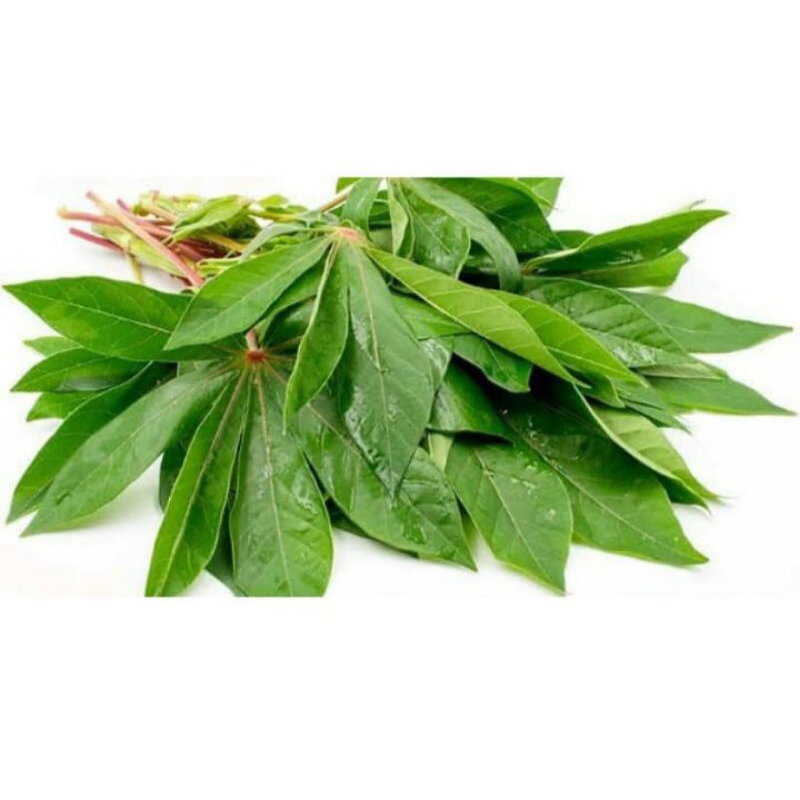 Jual Daun Singkong/Daun Ubi/Daun Kemangi 1 ikat besar | Shopee Indonesia