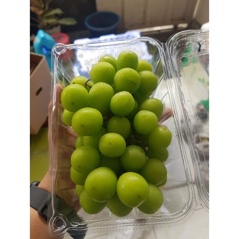 Jual Anggur Shine Muscat Pack | Shopee Indonesia
