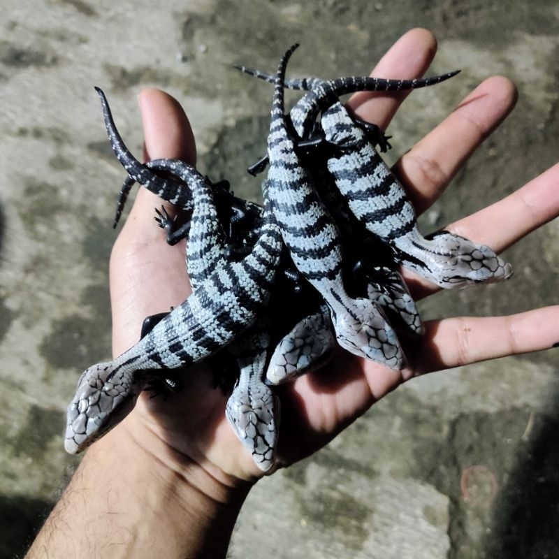 Jual blue tongue skink kadal bts axanthic no iguana tegu | Shopee Indonesia
