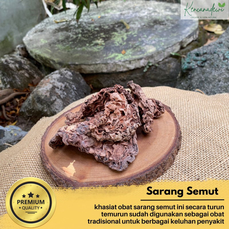 Jual Sarang semut kering kalimantan | herbal sarang semut 100% asli ... Jual Sarang semut kering kalimantan | herbal sarang semut 100% asli ...