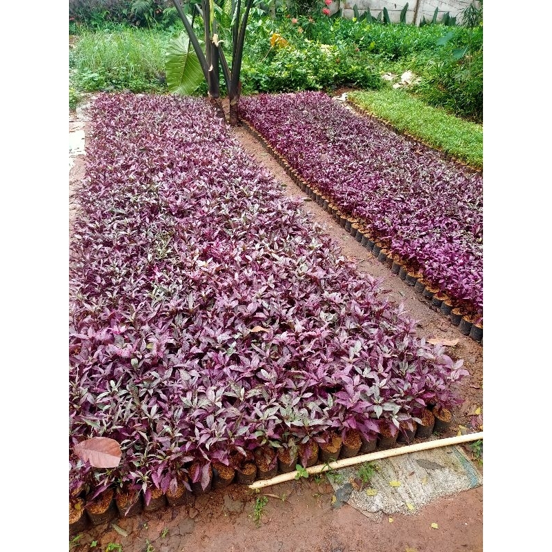 Jual pohon erpah merah/tanaman proyek/tanaman hias erpah merah | Shopee ...