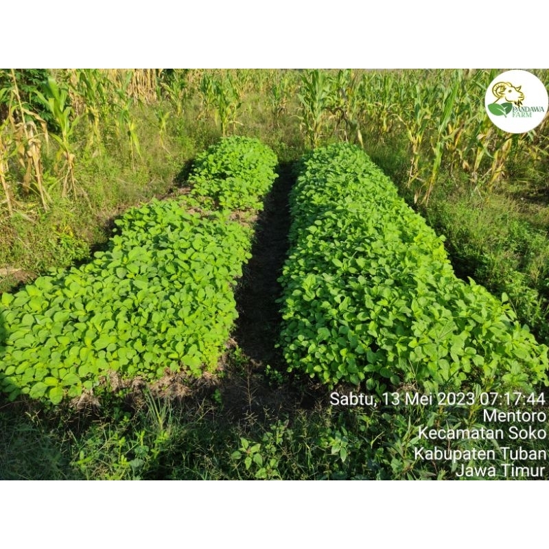 Jual Benih Bayam Hijau 100 gram | Shopee Indonesia