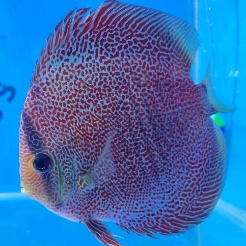 Jual Ikan Discus Super King Viper Size 3,2 inch | Shopee Indonesia