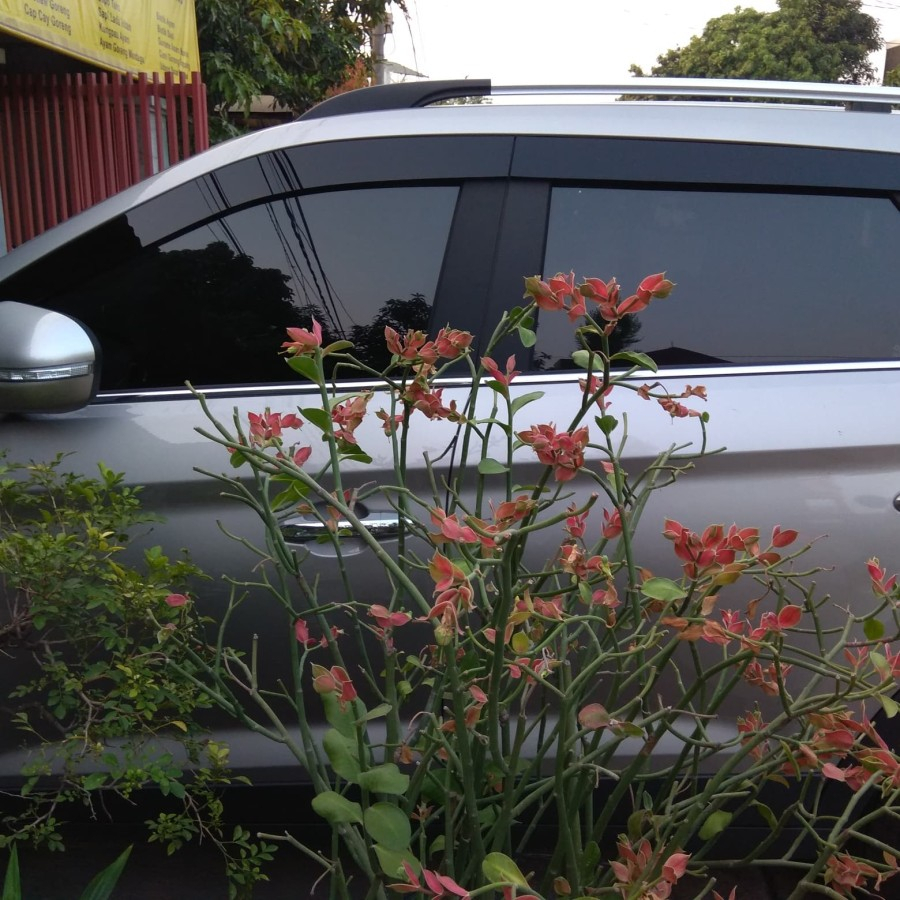 Jual Talang Air DFSK Glory 560 - Hitam Tembus | Shopee Indonesia