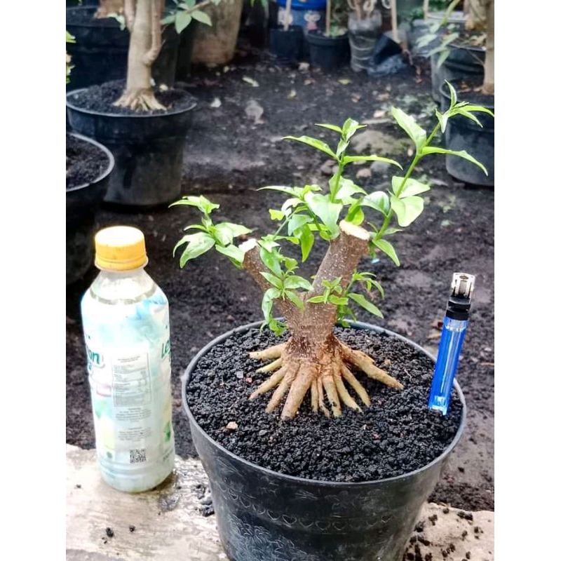 Jual bahan bonsai anting putri prokar (program akar) | Shopee Indonesia Jual bahan bonsai anting putri prokar (program akar) | Shopee Indonesia