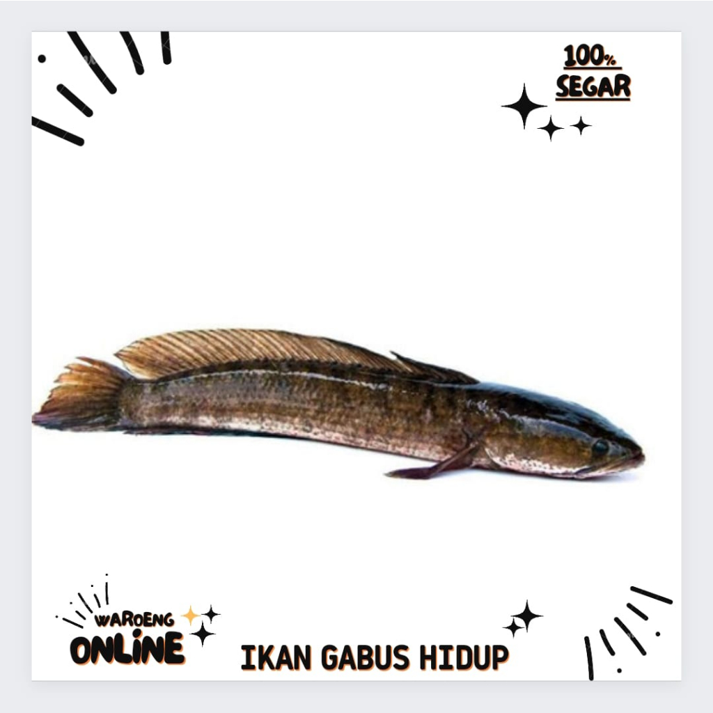 Jual Ikan Gabus Hidup Segar 500gr | Shopee Indonesia