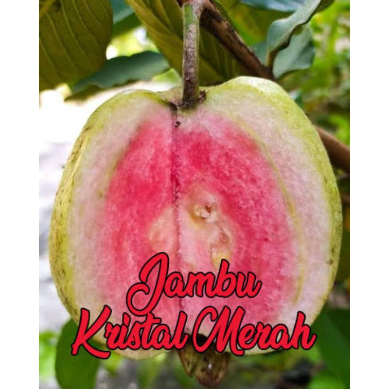 Jual Jambu Kristal Merah / Hongpause valid bos juga ada kristal putih ...